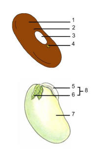 Groei en ontwikkeling bij bonen - betavak.nl